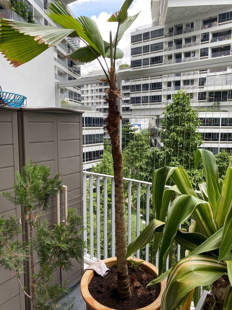 Free palm tree with ceramic pot- heavy, Furniture & Home Living ...