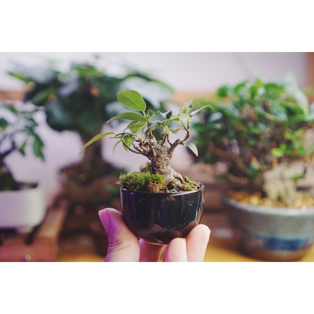Mini Ficus Bonsai, Furniture & Home Living, Gardening, Plants & Seeds ...