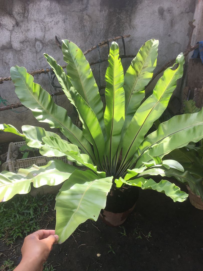 pakpak lawin 2pots available, Furniture & Home Living, Gardening ...