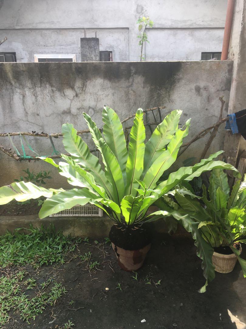 pakpak lawin 2pots available, Furniture & Home Living, Gardening ...
