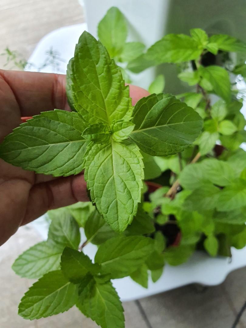 (RARE) Black Thai mint cuttings, Furniture & Home Living, Gardening ...