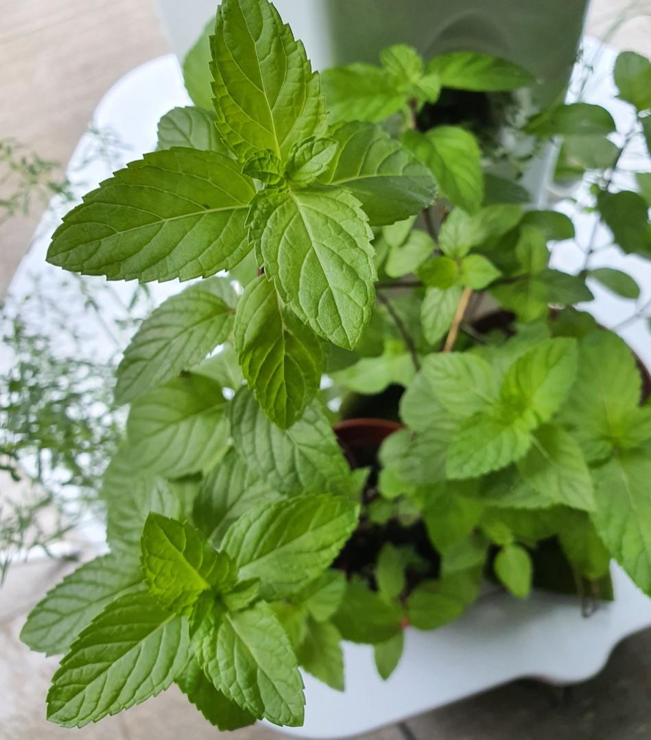 (RARE) Black Thai mint cuttings, Furniture & Home Living, Gardening ...