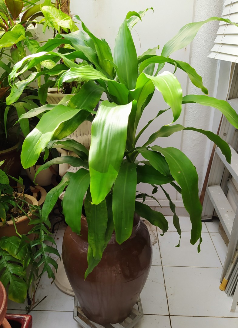 1.2 m Dracaena Fragrans (also known as iron tree) In Ancient Ceramic ...