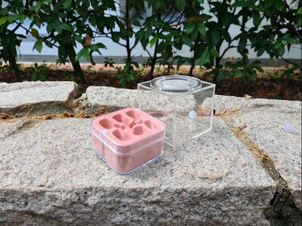 Acrylic Formicarium with Top and Side Viewing Clay Nest and Outworld ...