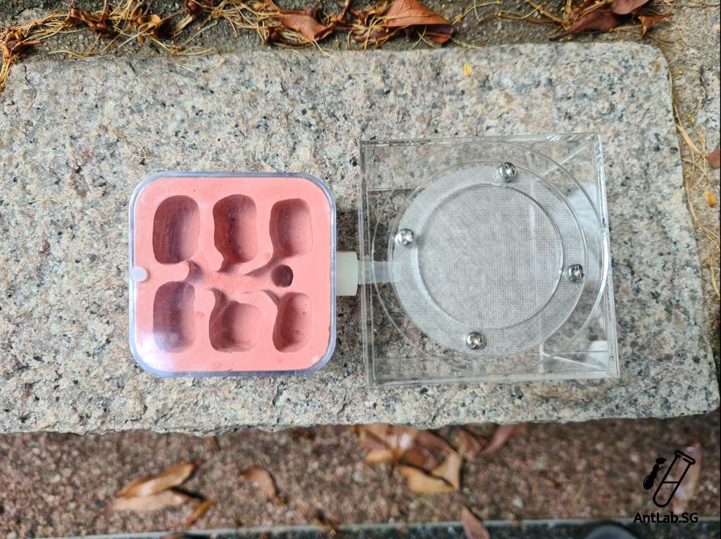 Acrylic Formicarium with Top and Side Viewing Clay Nest and Outworld ...