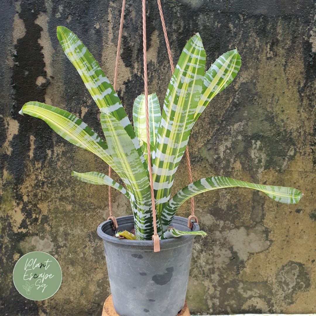 Aechmea chantinii 'Samurai' (Japan clone), Furniture & Home Living ...