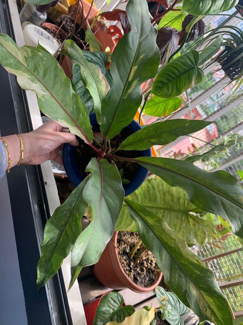 PRICE REDUCED Anthurium Renaissance variegated, Furniture & Home Living ...