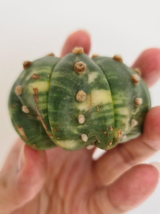 Astro. Cactus (variegated), Furniture & Home Living, Gardening, Plants ...