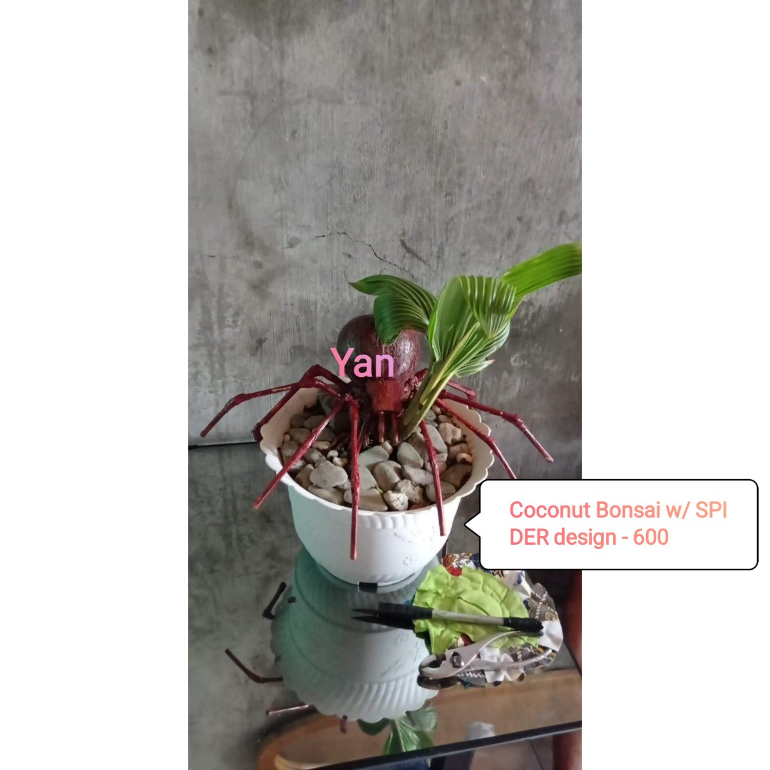 Bonsai w/ SPIDER design, Furniture & Home Living, Gardening, Plants ...