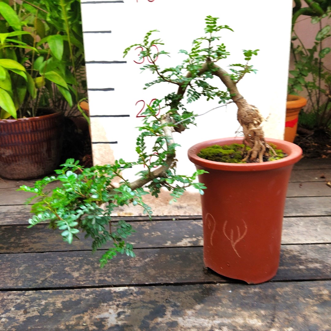 Chinese Pepper Bonsai, Furniture & Home Living, Gardening, Plants ...