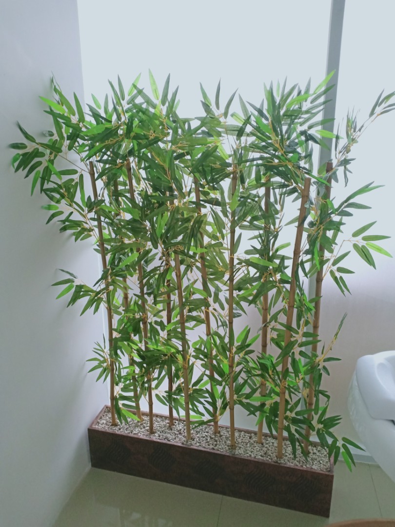 Tanaman hias bambu besar, Perabotan Rumah di Carousell