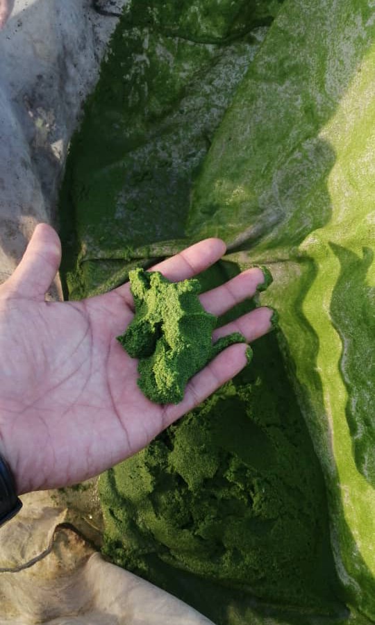 🍀Wolffia Fresh 🍀 (50g), Pet Supplies, Pet Food on Carousell