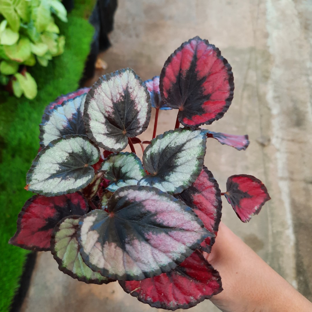 Begonia 'red ruby', Furniture & Home Living, Gardening, Plants & Seeds ...