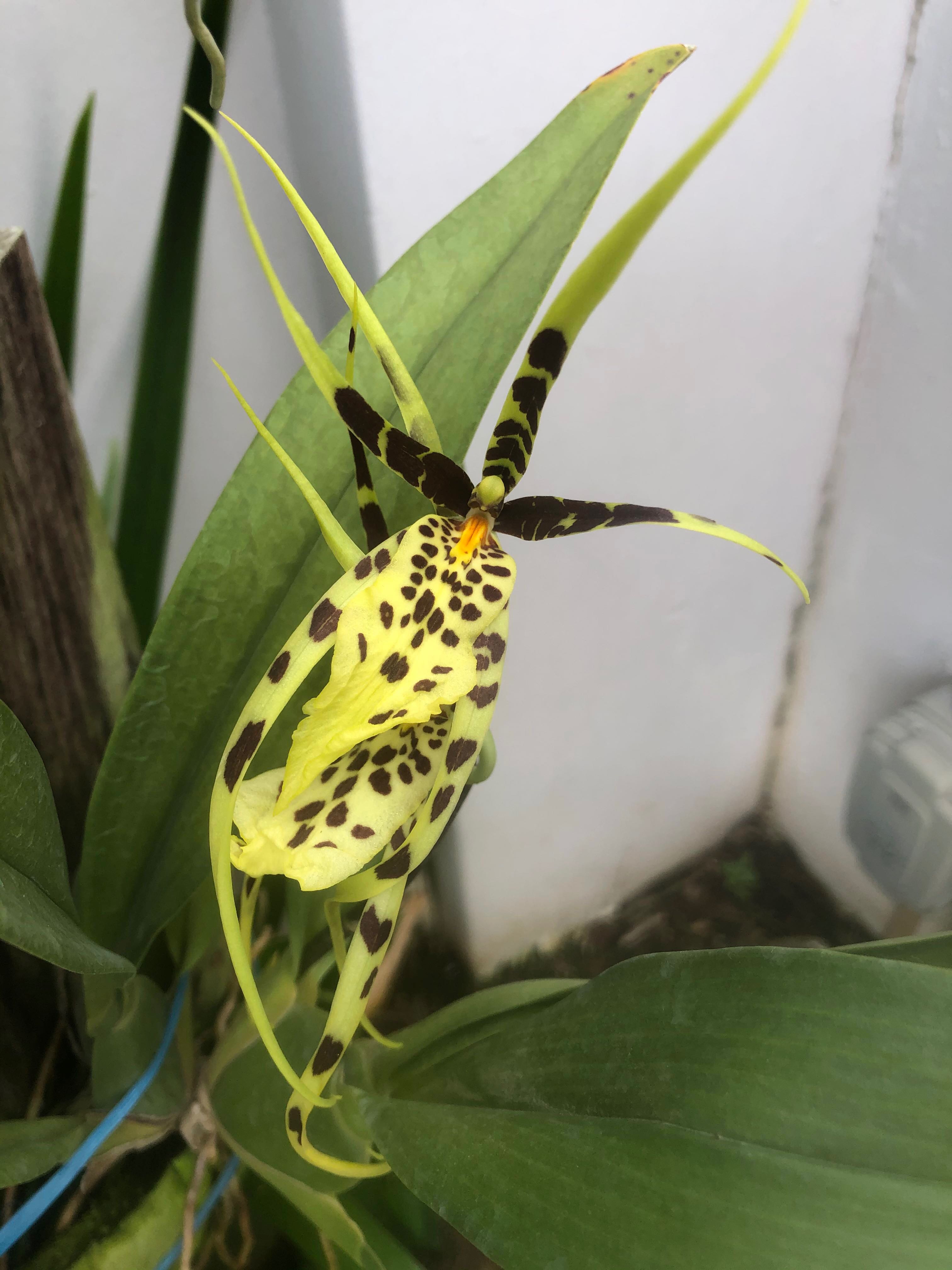 Brassia Caudata (Spider) Orchid, Furniture & Home Living, Gardening ...