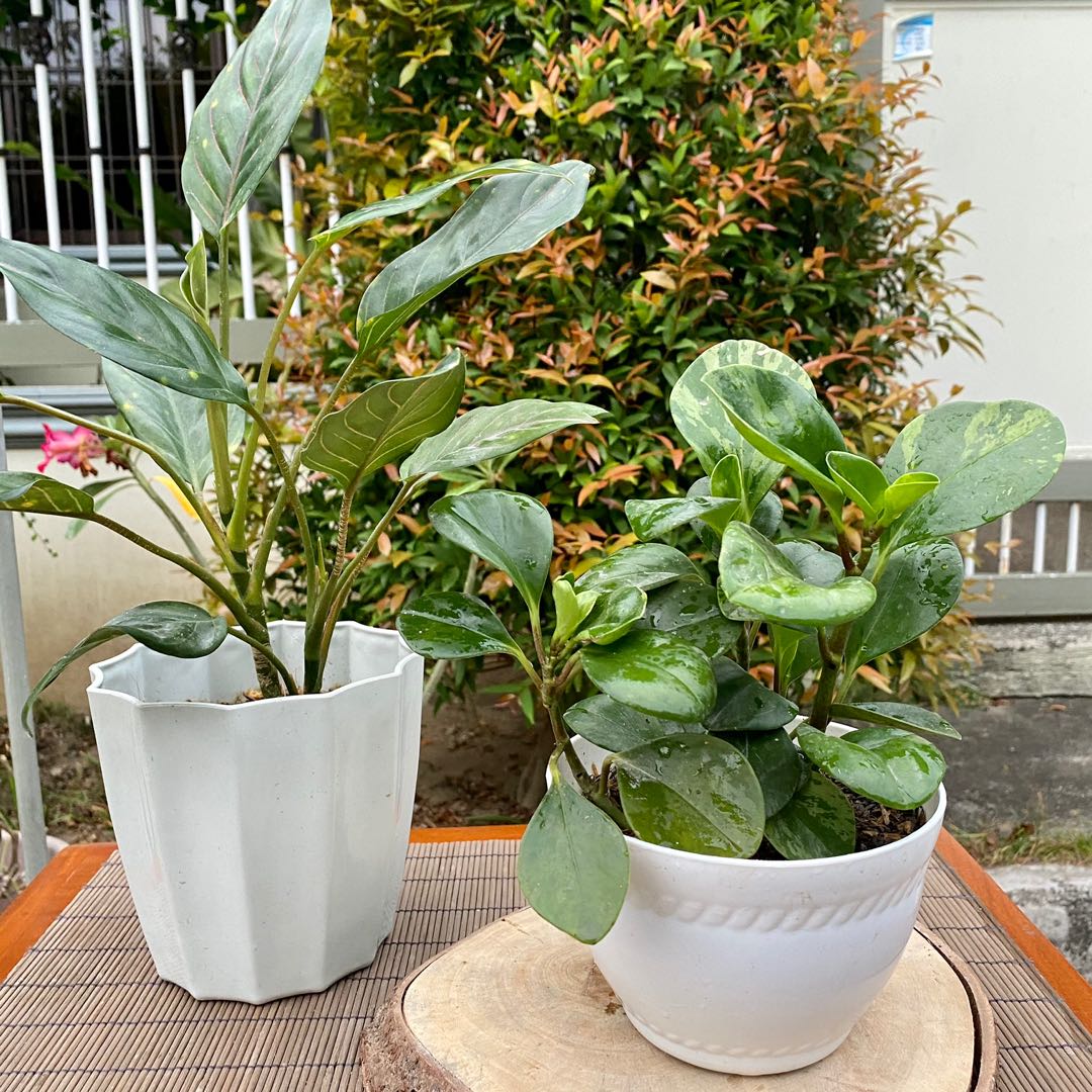 Bundle PROMO: Rotundum Tiger Aglaonema & Marble Peperomia Obtusifolia ...