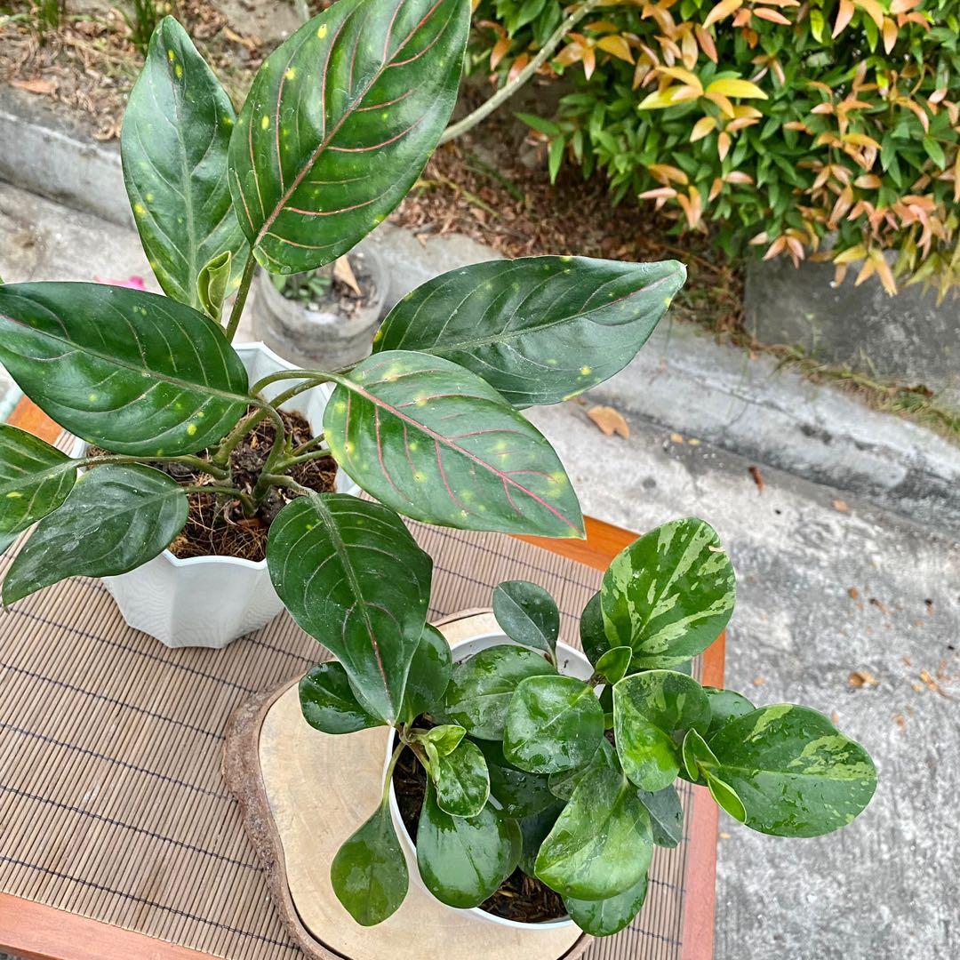 Bundle PROMO: Rotundum Tiger Aglaonema & Marble Peperomia Obtusifolia ...
