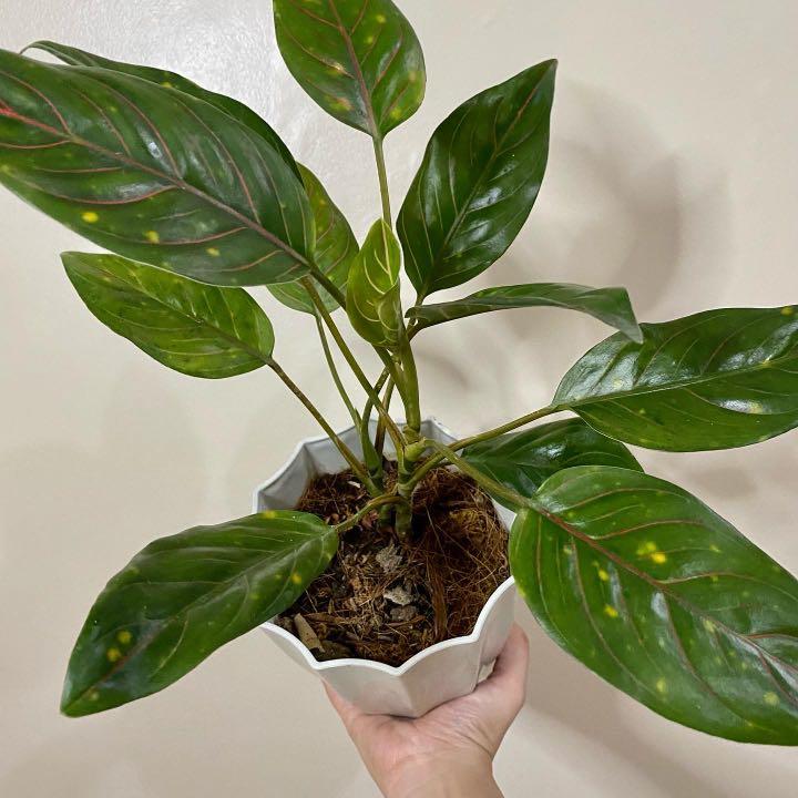 Bundle PROMO: Rotundum Tiger Aglaonema & Marble Peperomia Obtusifolia ...