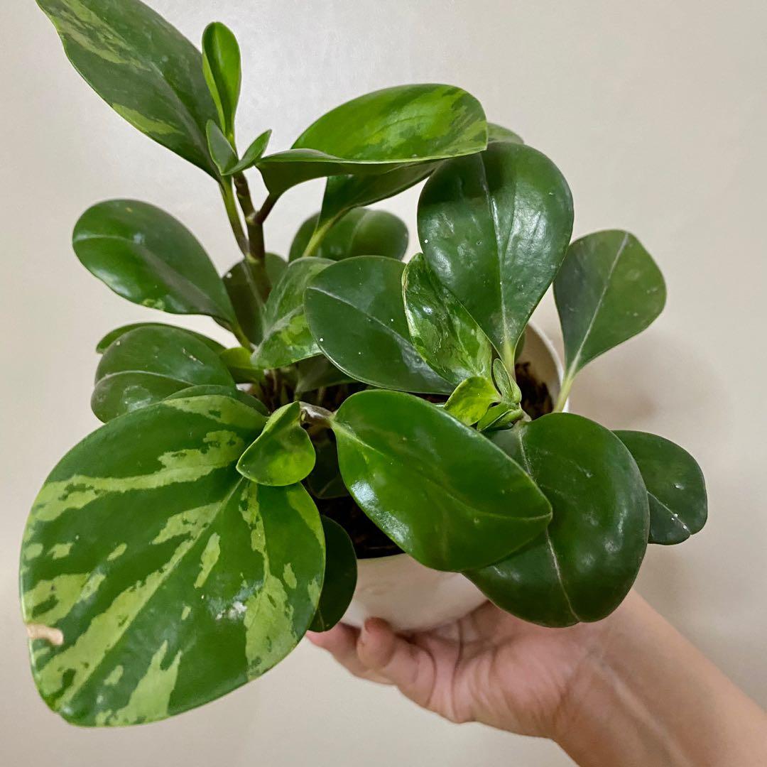 Bundle PROMO: Rotundum Tiger Aglaonema & Marble Peperomia Obtusifolia ...