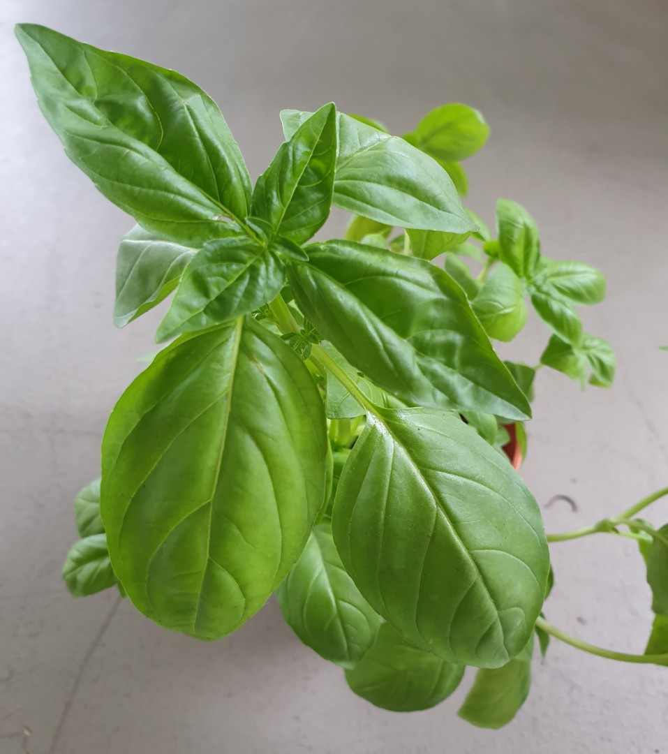 Sweet Basil, Furniture & Home Living, Gardening, Plants & Seeds on ...