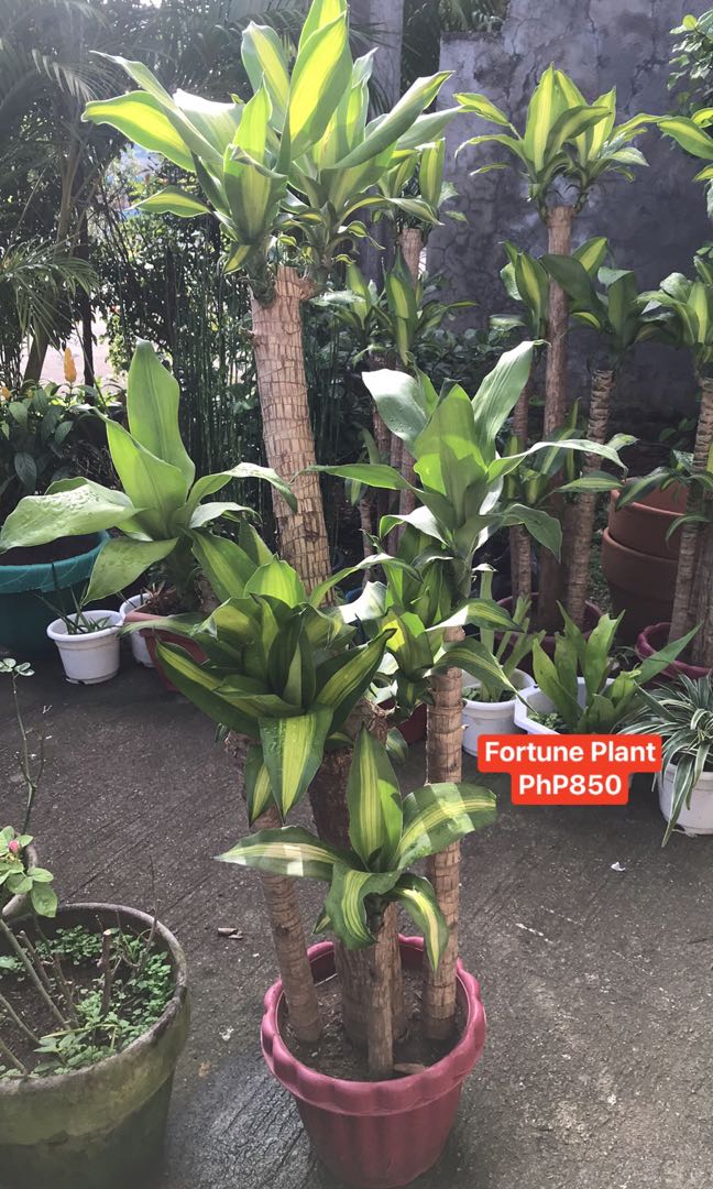 FORTUNE PLANT, Furniture & Home Living, Gardening, Plants & Seeds on ...