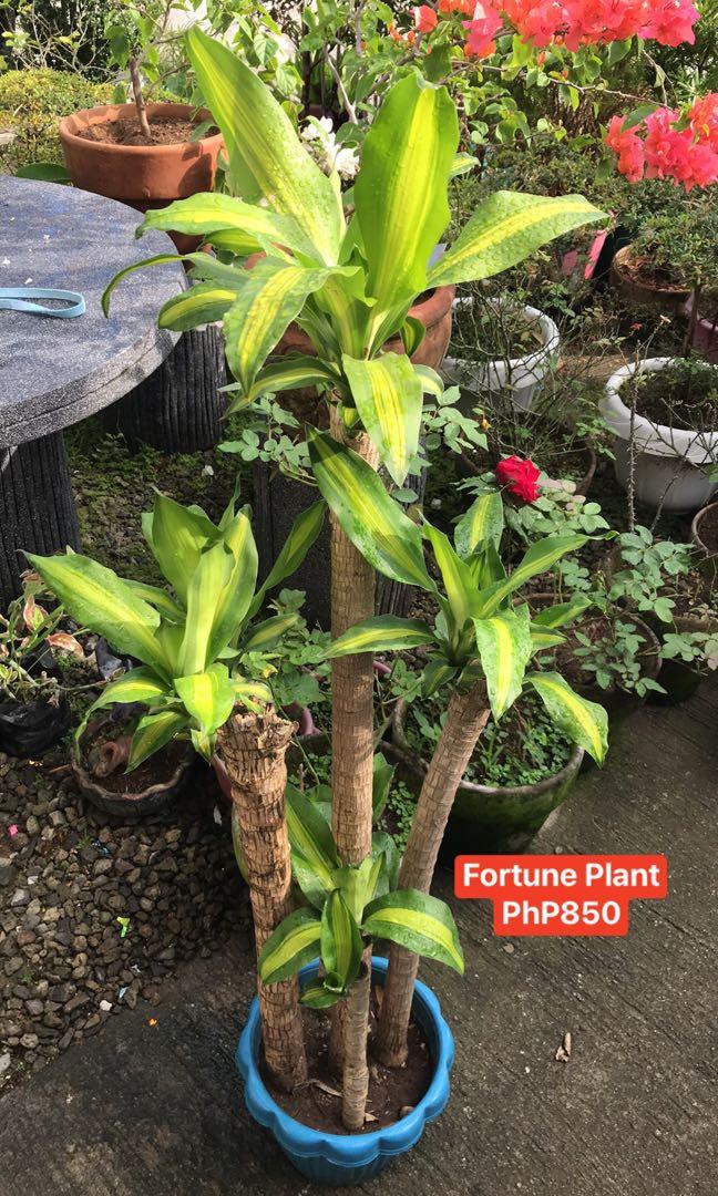 FORTUNE PLANT, Furniture & Home Living, Gardening, Plants & Seeds on ...