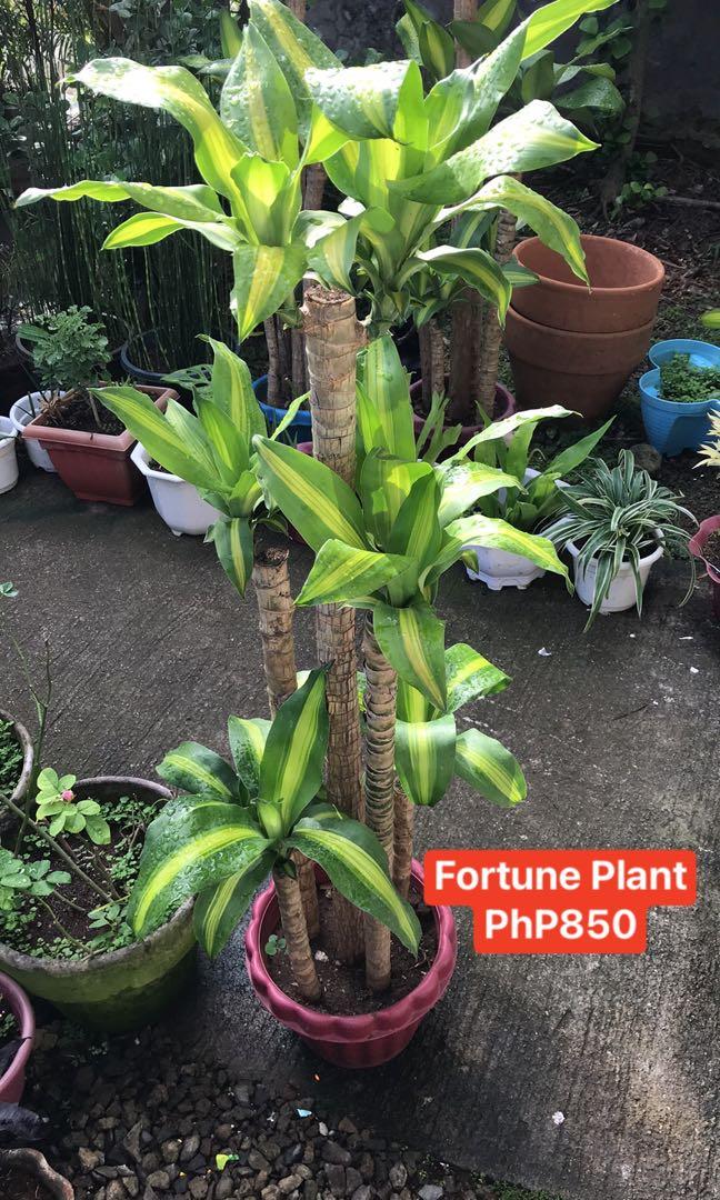 FORTUNE PLANT, Furniture & Home Living, Gardening, Plants & Seeds on ...