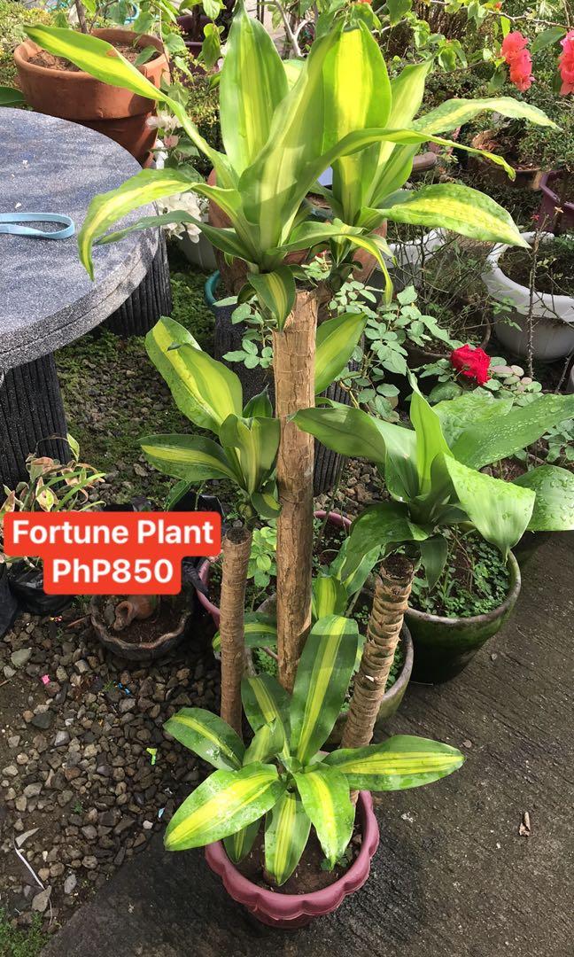 FORTUNE PLANT, Furniture & Home Living, Gardening, Plants & Seeds on ...