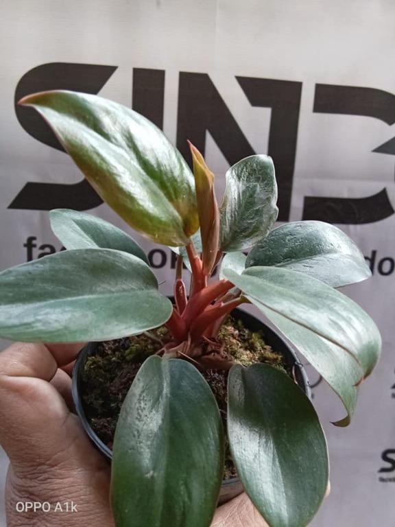 Philodendron Red Congo Compacta Varigated R160321-25, Furniture & Home ...