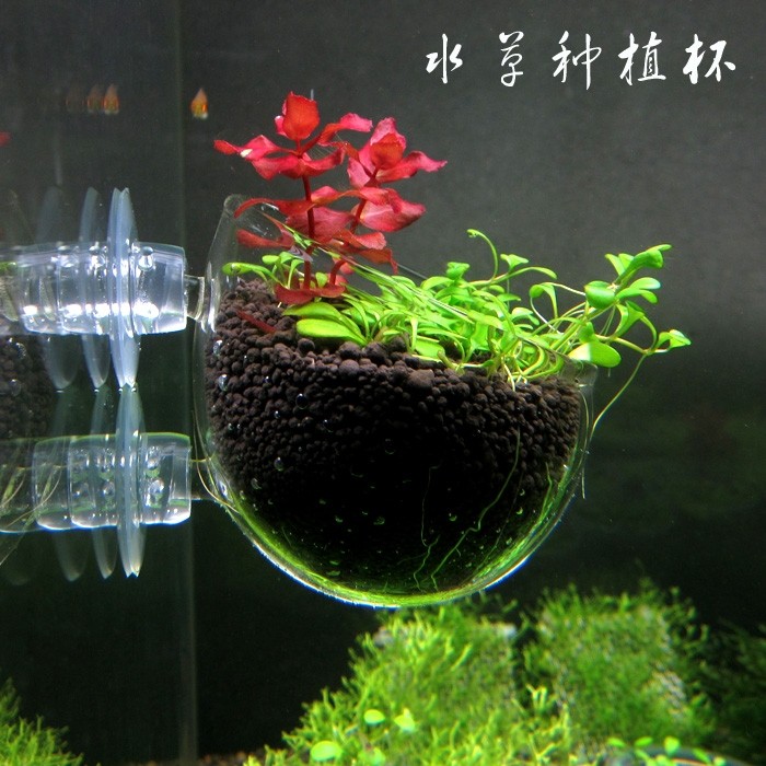 Planting Pods for Fish n Shrimp Tank, Pet Supplies, Homes & Other Pet ...