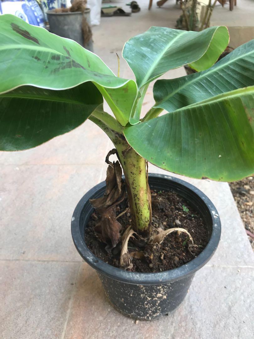 Dwarf Banana Musa, Furniture & Home Living, Gardening, Plants & Seeds ...