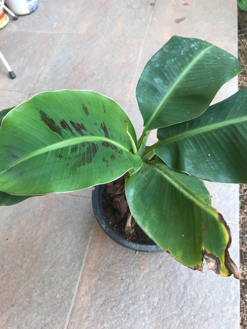 Dwarf Banana Musa, Furniture & Home Living, Gardening, Plants & Seeds ...