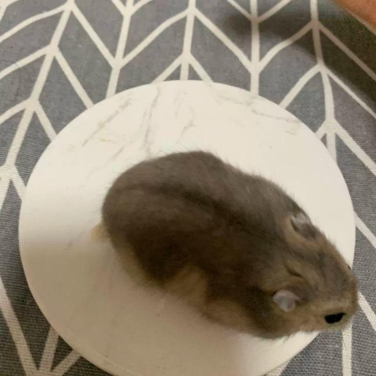 Hamster Marble Cooling Pad, Pet Supplies, Homes & Other Pet Accessories ...