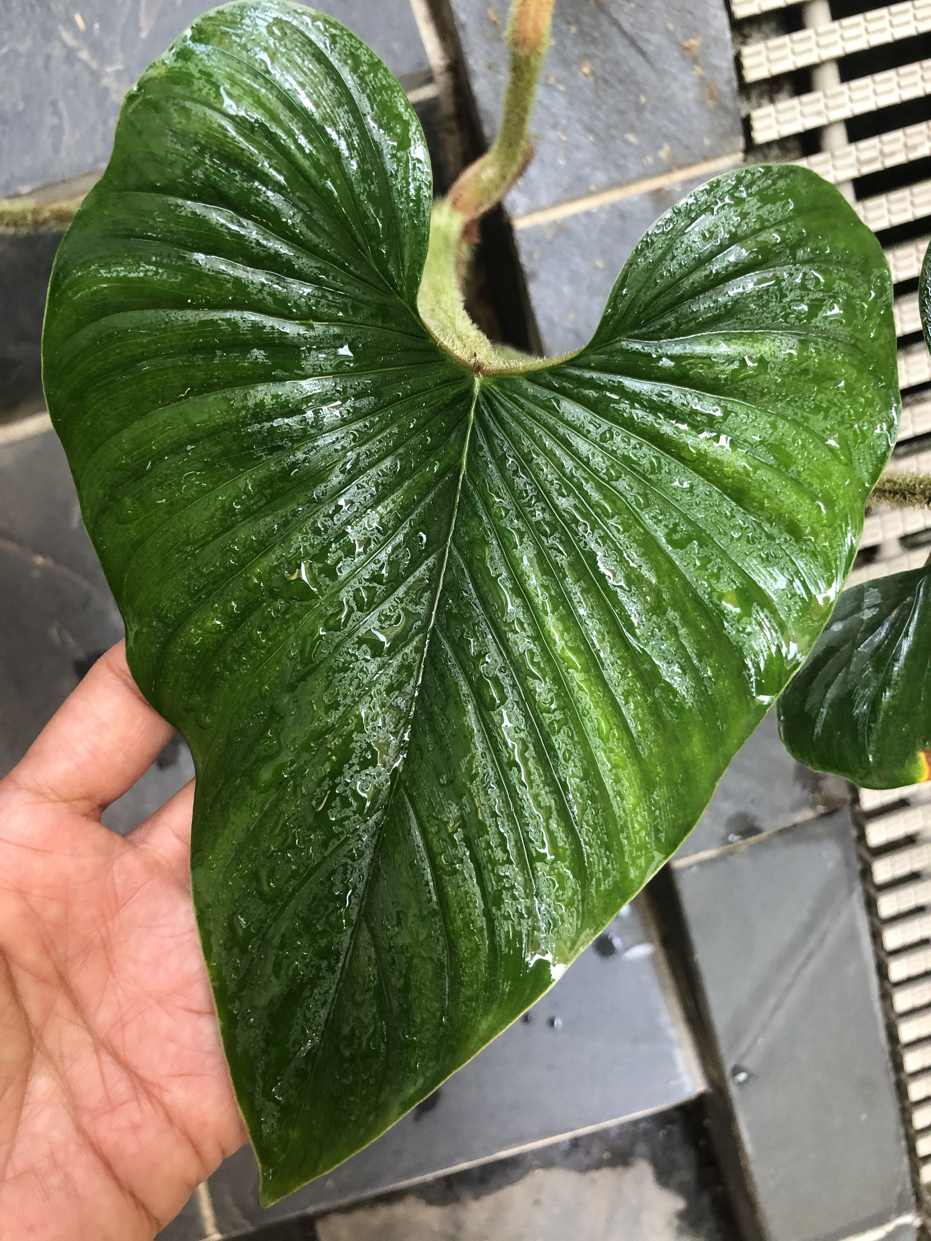 Philodendron squamicaule Ecuador furry red petiole, Furniture & Home ...