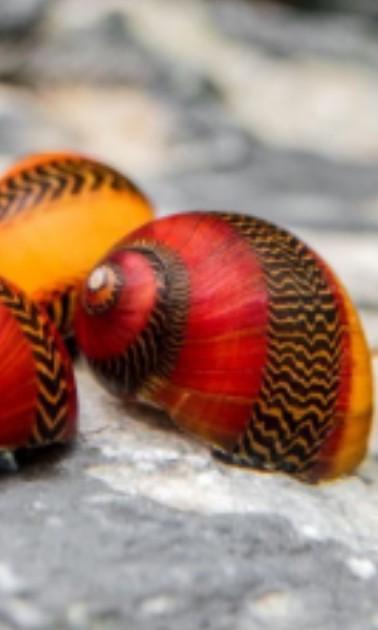 Red Racer Nerite Snail, Everything Else on Carousell