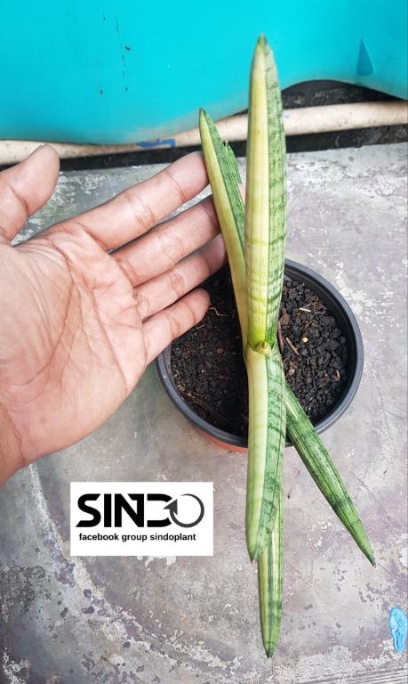 Sansevieria Boncel Variegated R180321-8, Gardening, Plants on Carousell