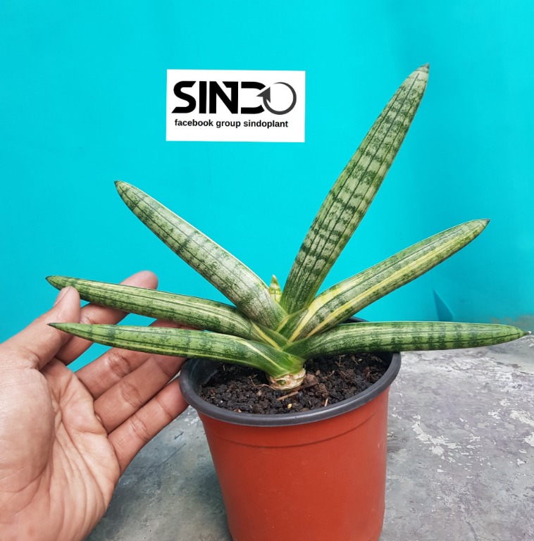 Sansevieria Boncel Variegated R180321-8, Gardening, Plants on Carousell