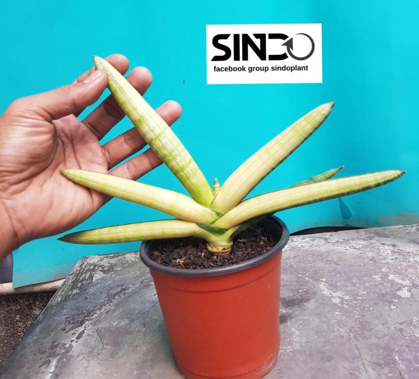 Sansevieria Boncel Variegated R180321-8, Gardening, Plants on Carousell