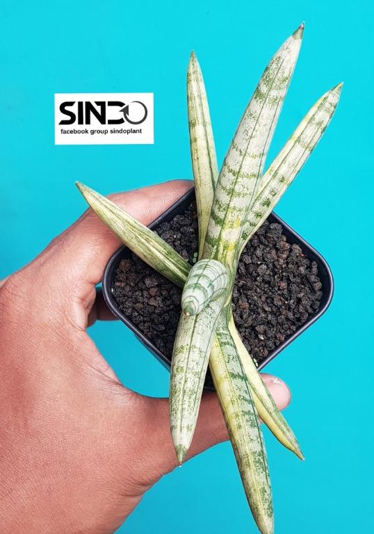 Sansevieria Boncel Variegated R180321-11, Furniture & Home Living ...