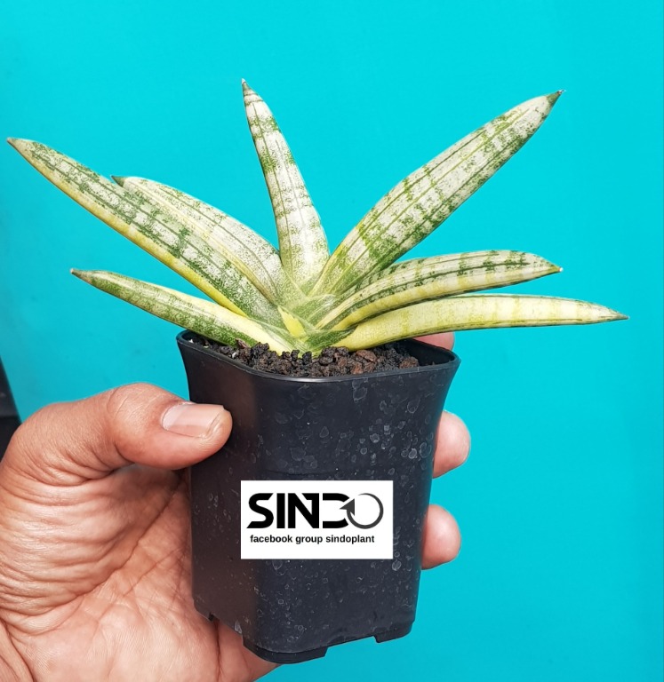 Sansevieria Boncel Variegated R180321-11, Furniture & Home Living ...