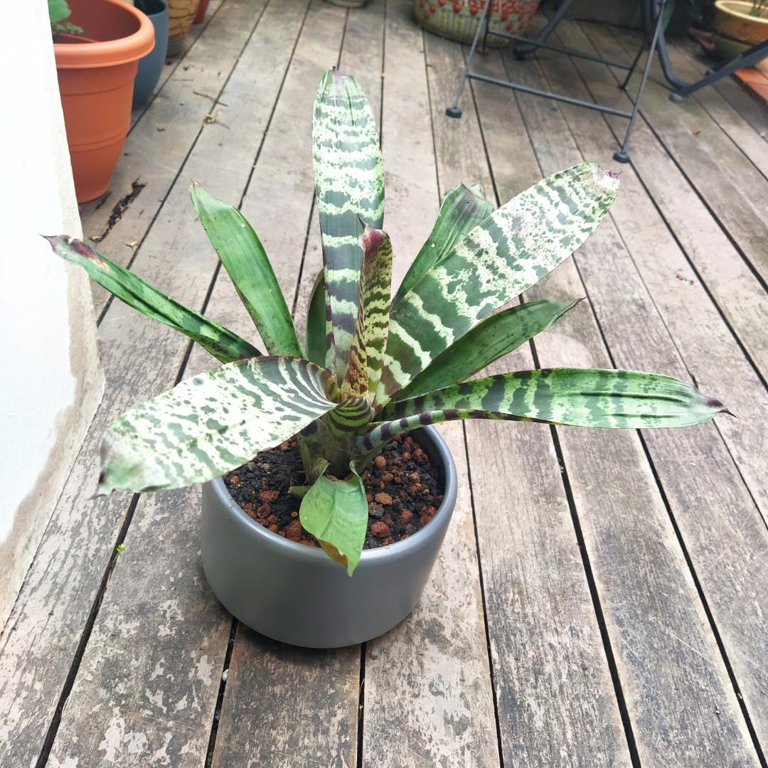 Vriesea Splendens, Flaming Sword Bromeliad, Furniture & Home Living ...