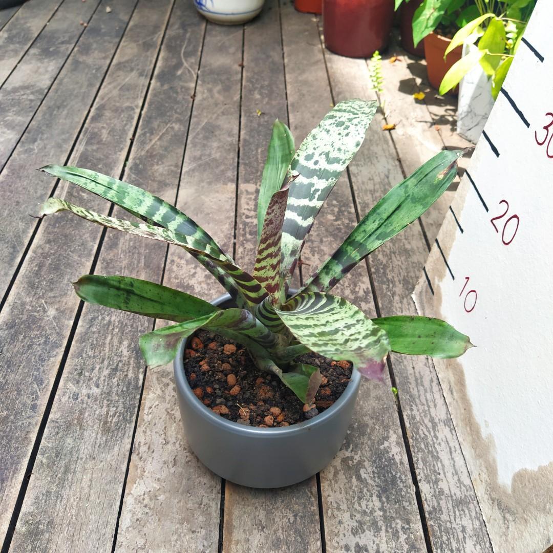 Vriesea Splendens, Flaming Sword Bromeliad, Furniture & Home Living ...