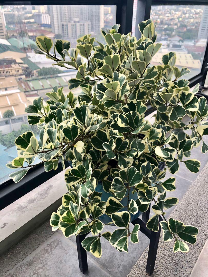 Variegated Ficus Triangularis in Aqua Glazed Pot, Furniture & Home ...