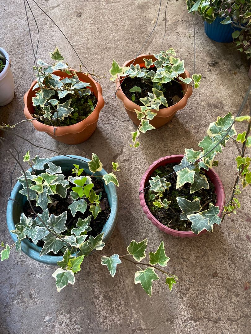 variegated ivy, Furniture & Home Living, Gardening, Gardening Tools ...