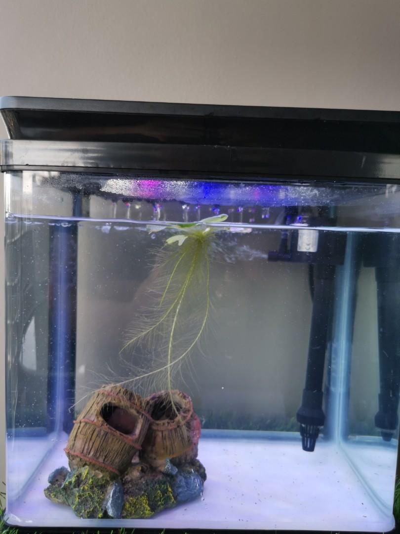 Fish tank curve 3 in 1, Pet Supplies, Homes & Other Pet Accessories on ...