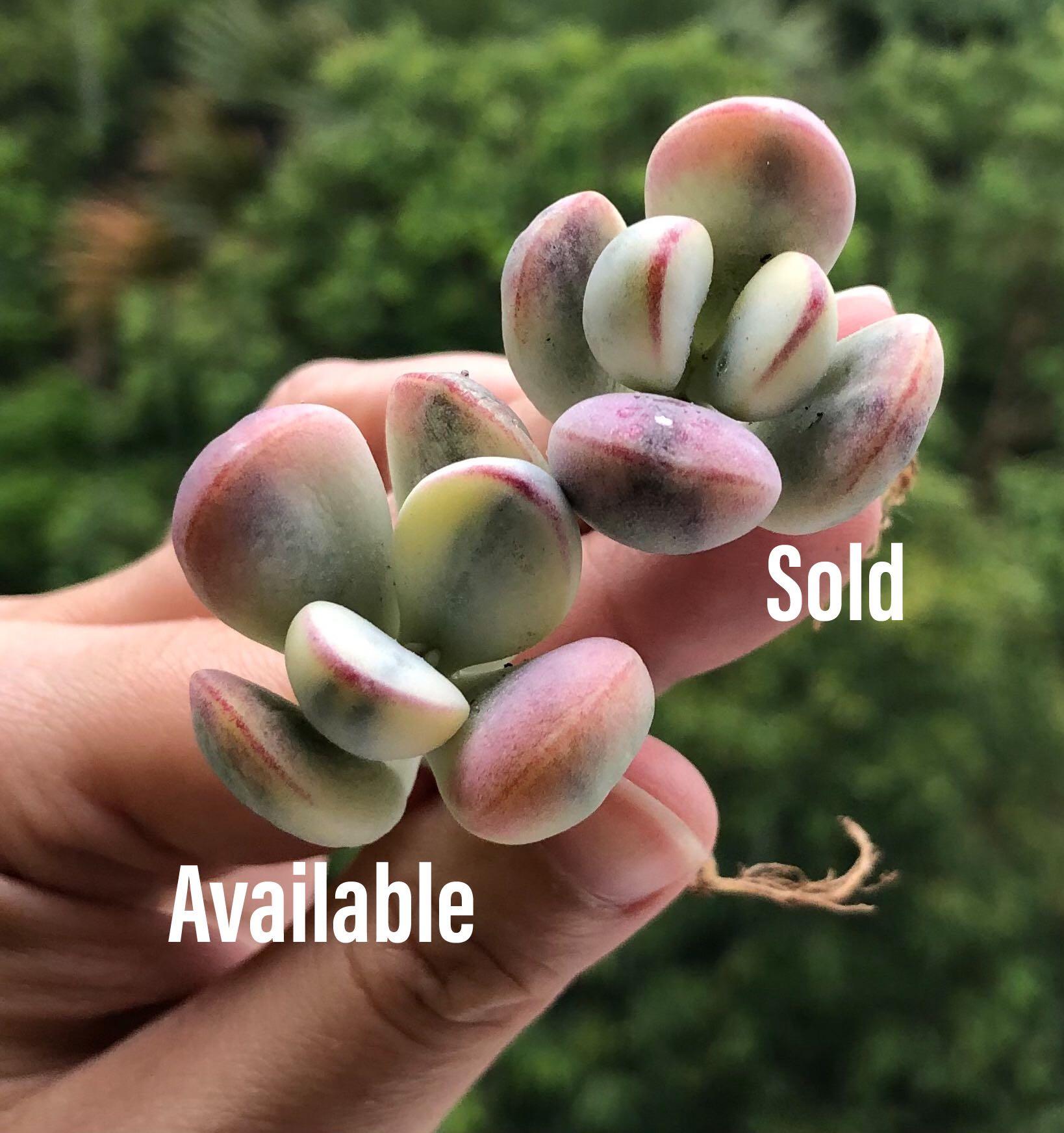 Cotyledon Obriculata cv. Variegated aka Unicorn Poop *Extremely Rare ...
