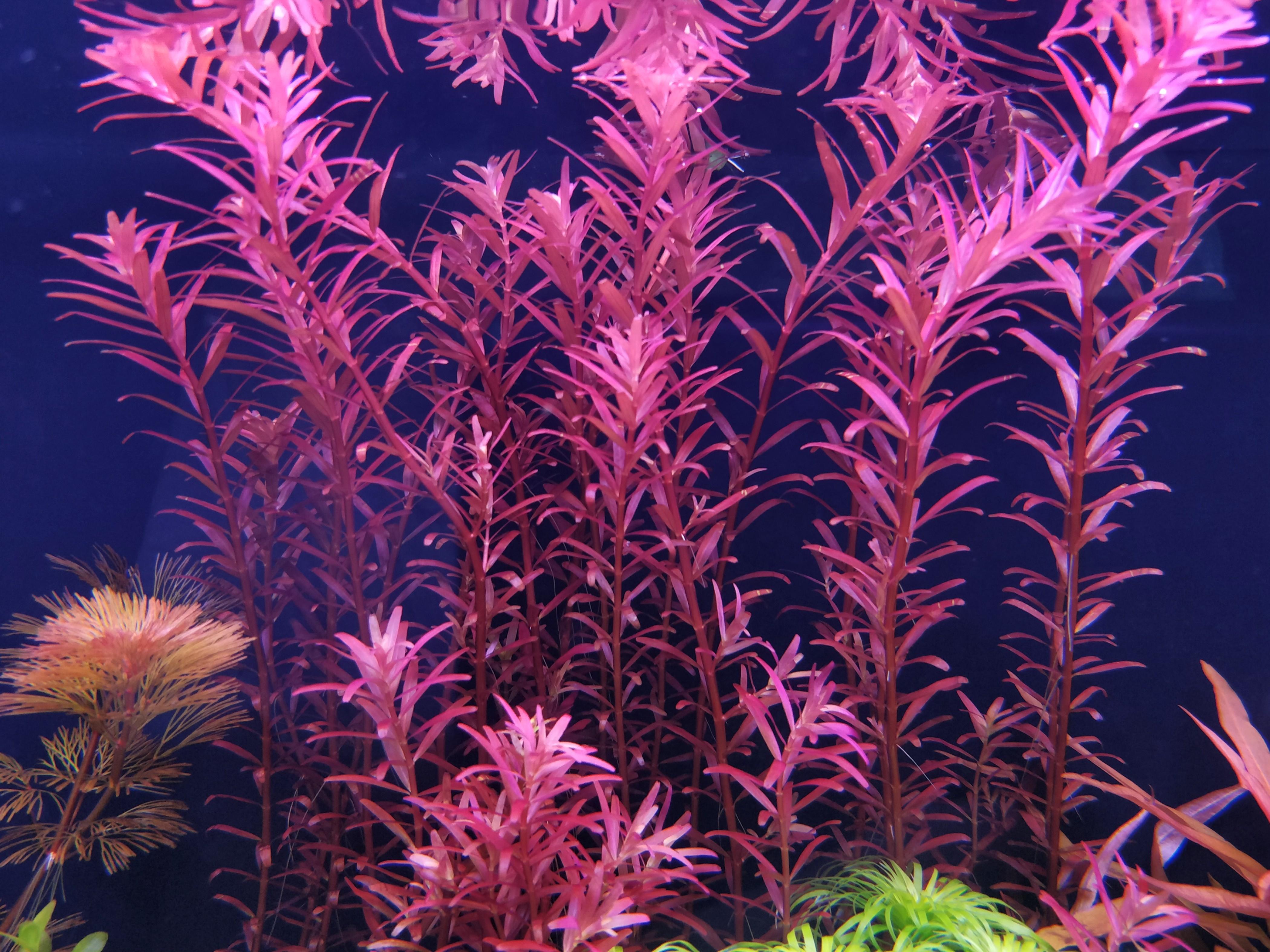 rotala 'blood red' /aquarium plant, Pet Supplies, For Fish, Fish Tanks ...