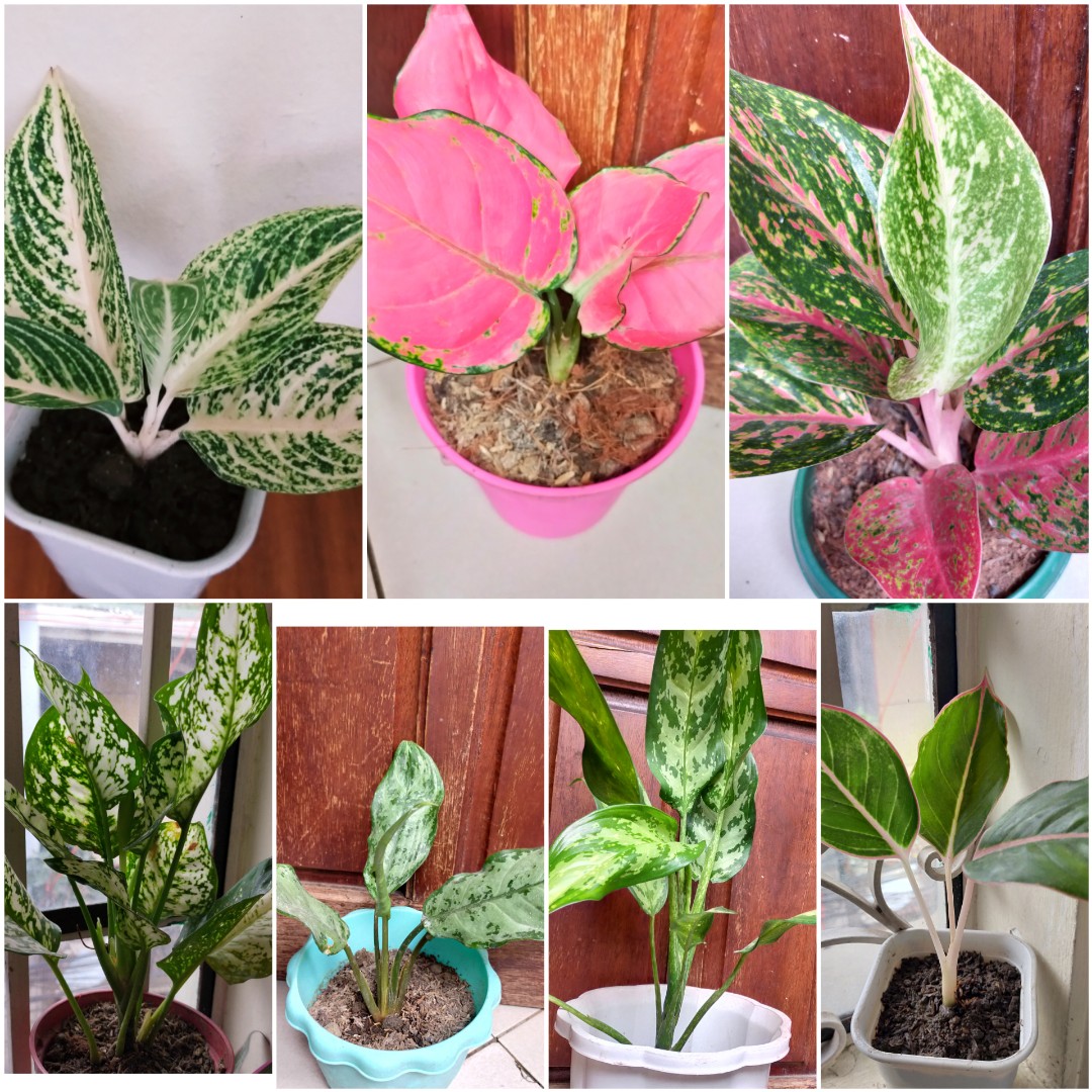 Aglaonema bundle, Furniture & Home Living, Gardening, Plants & Seeds on ...