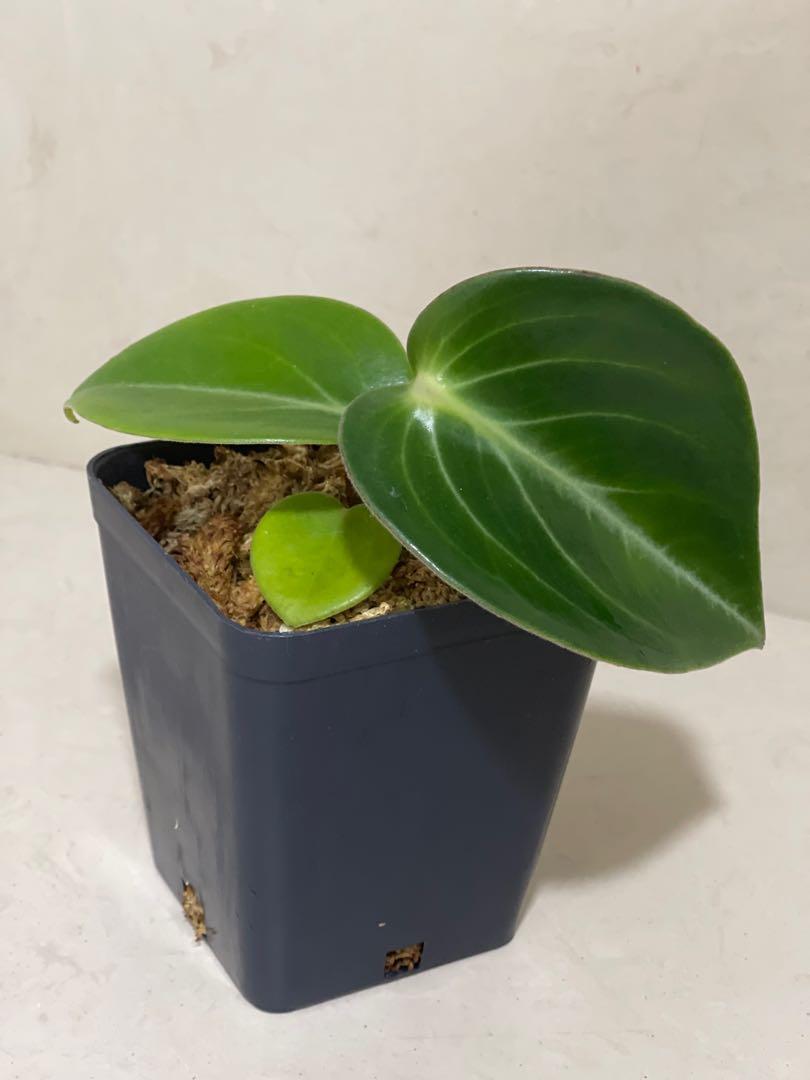 Rare Peperomia Maculosa, Furniture & Home Living, Gardening, Plants ...