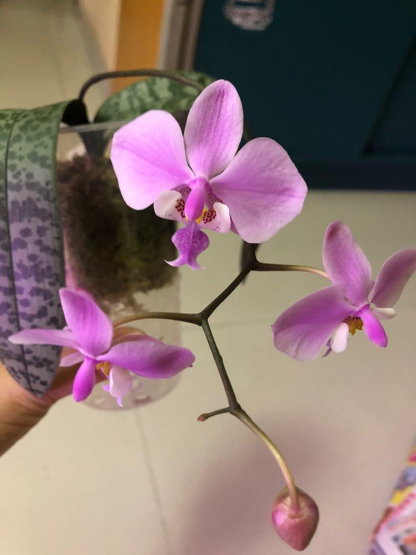 phal.schilleriana.TKB（帶花）, 傢俬＆家居, 園藝, 土壤和肥料 - Carousell
