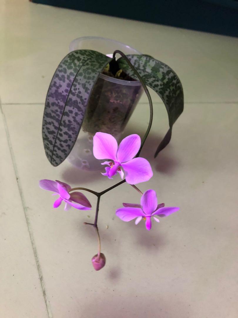 phal.schilleriana.TKB（帶花）, 傢俬＆家居, 園藝, 土壤和肥料 - Carousell